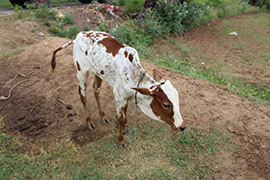 Arunachala Animal Sanctuary - Extraordinary Rescue of entire Village of ...